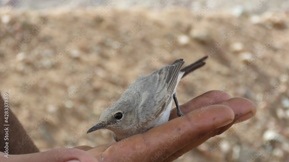A broken-leg bird stands on male's hands after falling from the top of ...