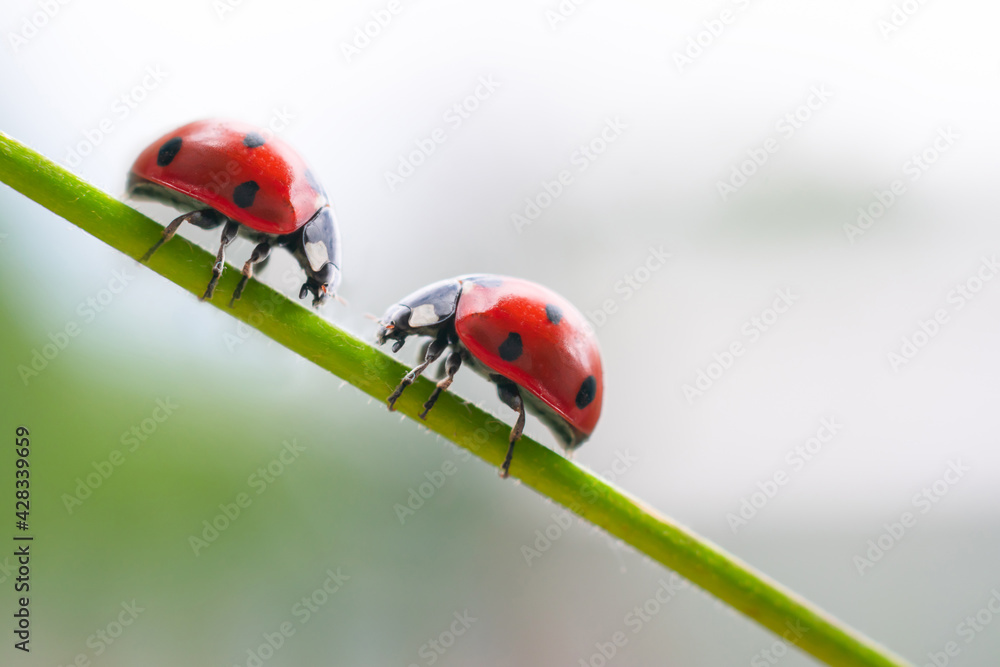 Two red ladybug looking each other opposite. Couple of ladybirds insect ...