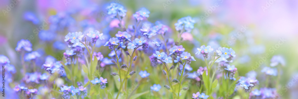 Little blue spring flowers, veronica speedwell. Springtime garden with ...