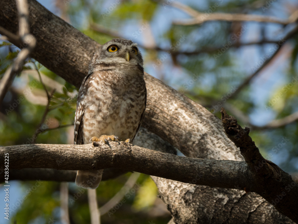Foto Stock Spotted owl (Strix occidentalis) is a species of true owl ...