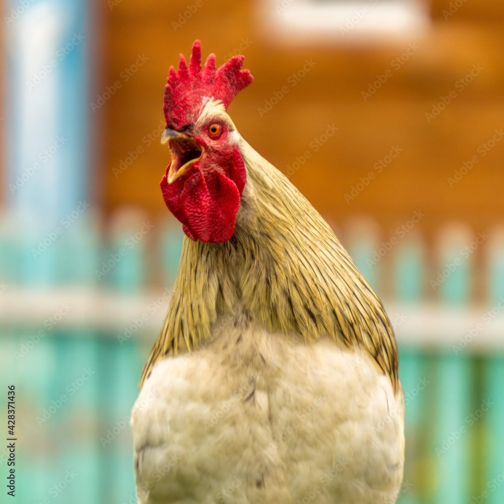 Angry rooster look and open mouth. The bird screams and looks close-up ...