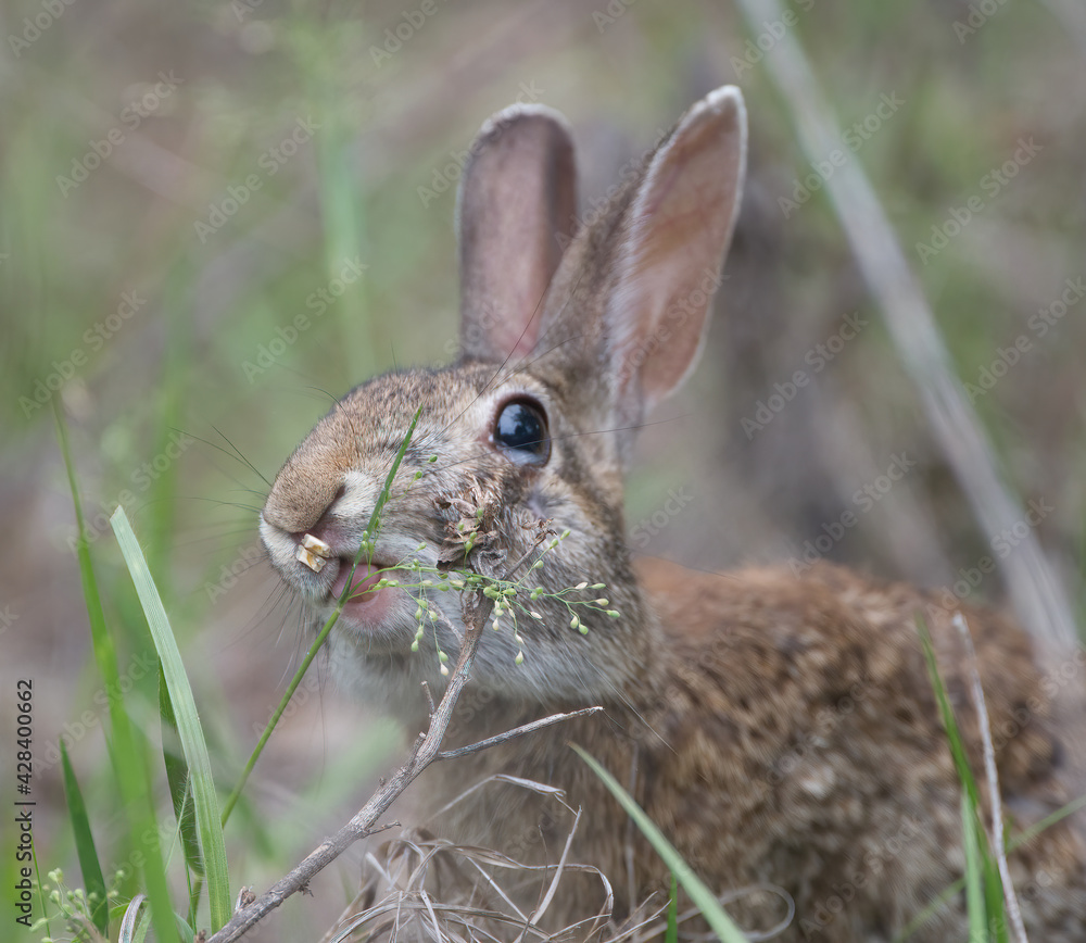 Wild Florida eastern cottontail rabbit (Sylvilagus floridanus) with ...