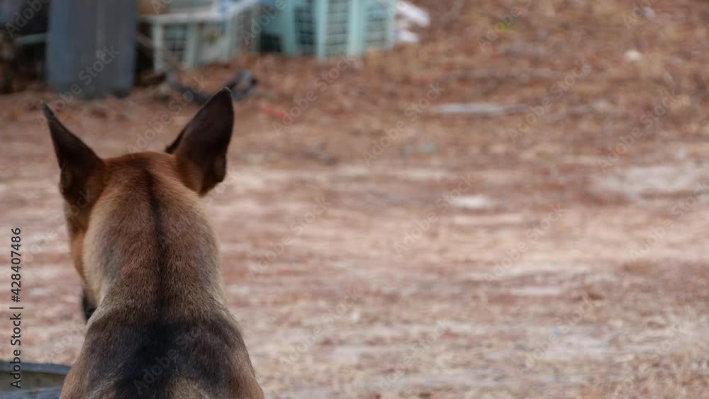 A dog on the street. Unvaccinated dogs at street are at the highest ...