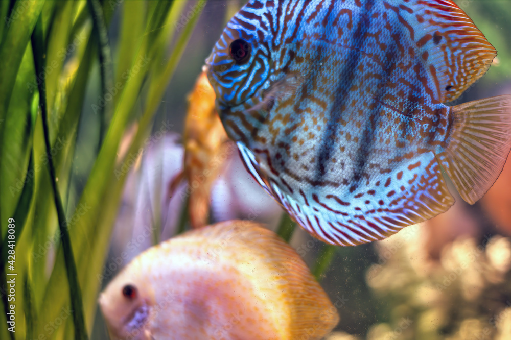 Paletki wild discus royal blue fish swimming in it's natural habitat ...