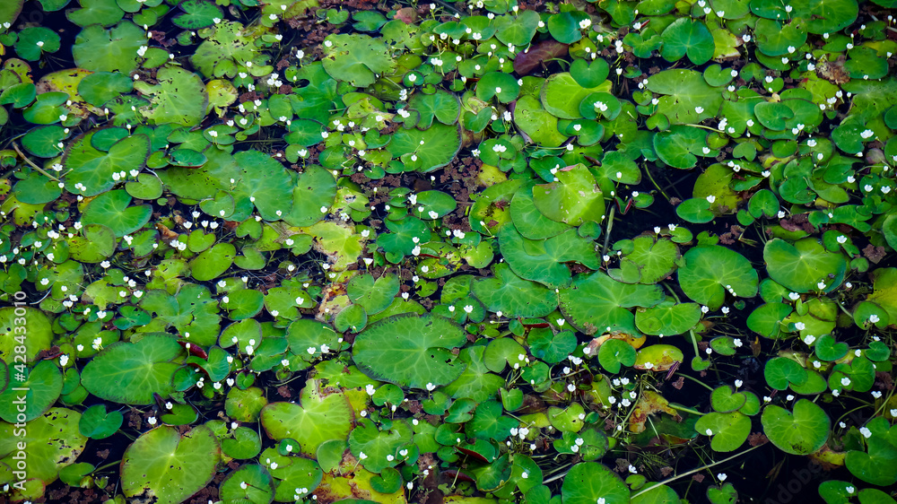 Nymphoides cristata, Crested Floating Heart, Nymphoides peltata, Yellow ...