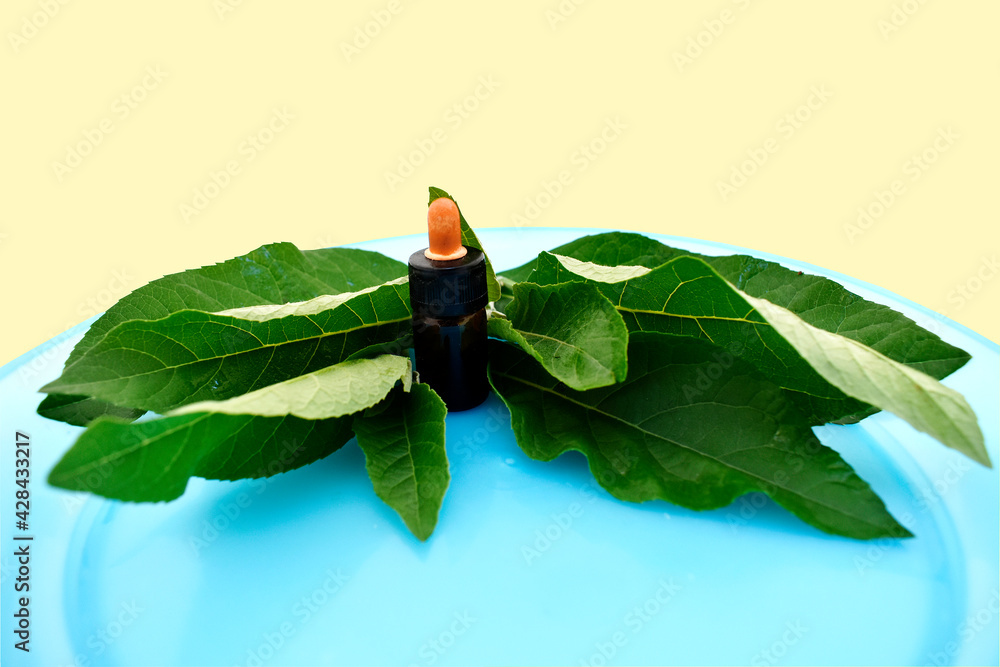 Green herbal leaves, Bitter leaf tree, Gymnanthemum extensum, Vernonia ...