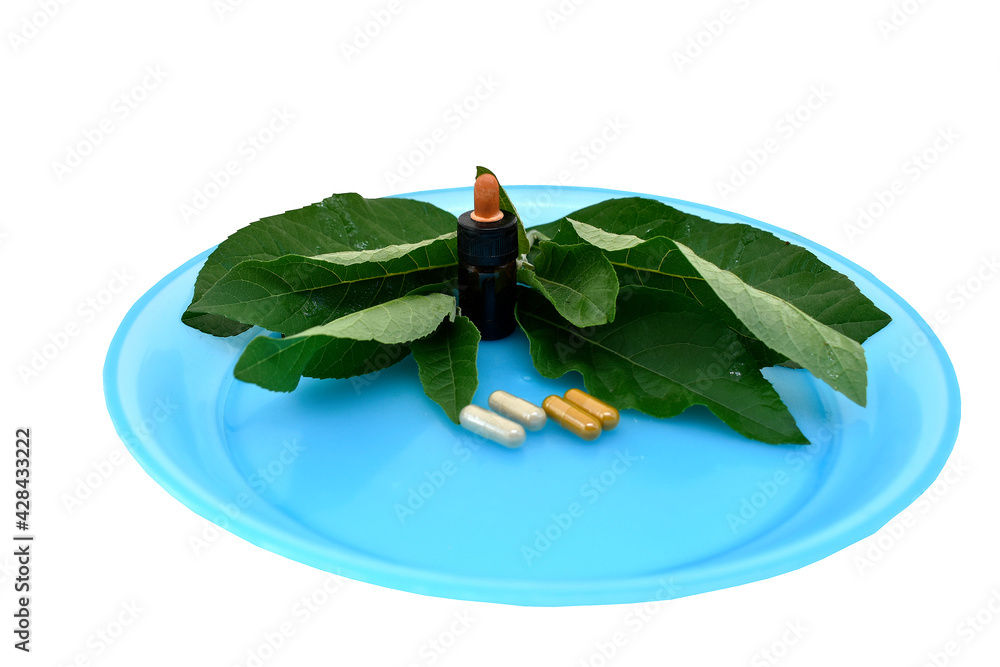 Green herb leaves, Bitter leaf tree, Gymnanthemum extensum, Vernonia ...