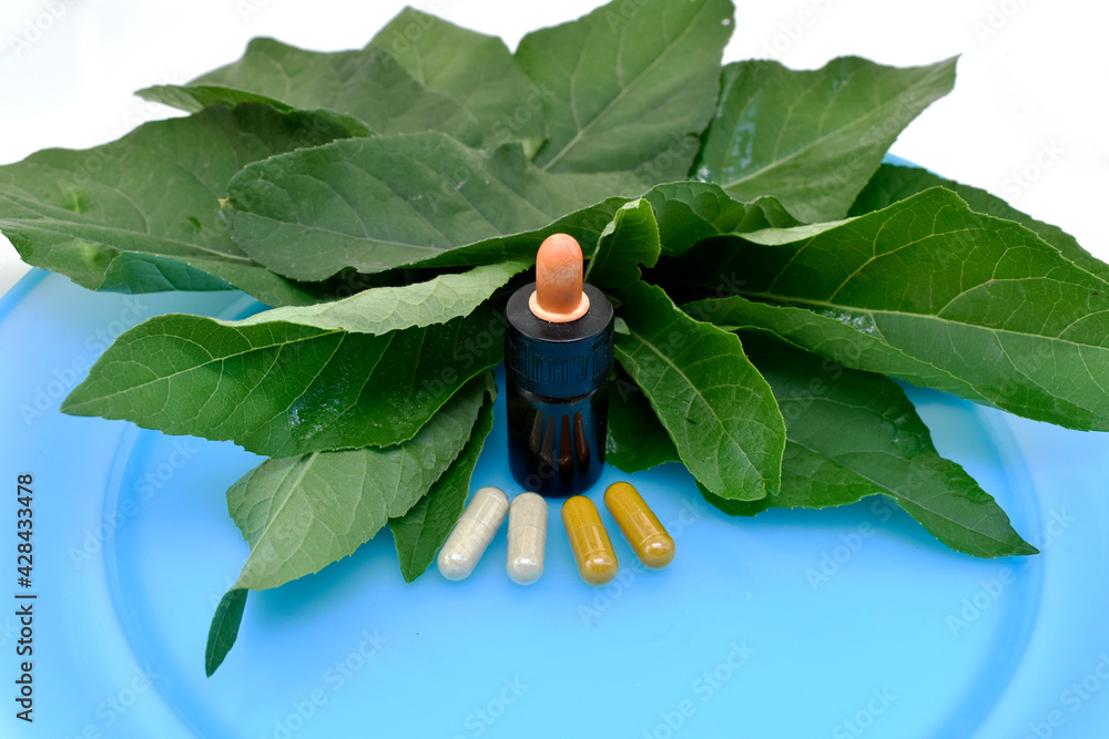 Green herb leaves, Bitter leaf tree, Gymnanthemum extensum, Vernonia ...