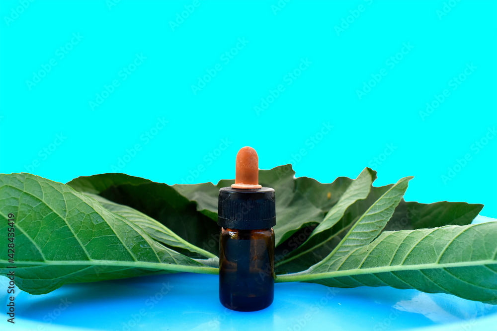 Green herbal leaves, Bitter leaf tree, Gymnanthemum extensum, Vernonia ...