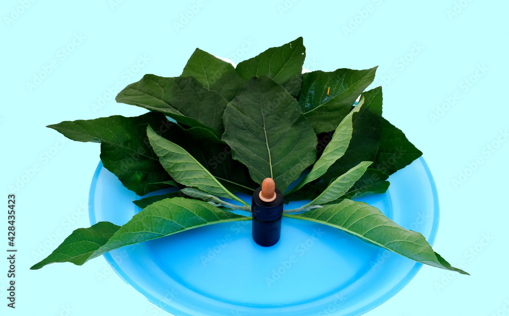 Green herbal leaves, Bitter leaf tree, Gymnanthemum extensum, Vernonia ...