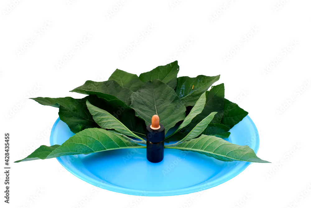 Green herbal leaves, Bitter leaf tree, Gymnanthemum extensum, Vernonia ...