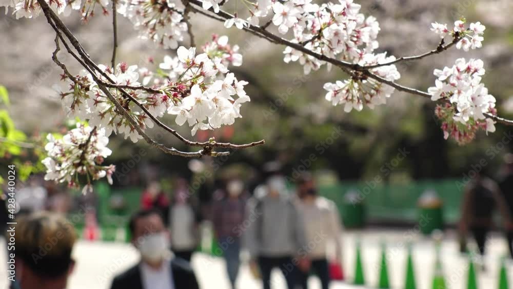 TOKYO, JAPAN - APRIL 2021 : Crowd of people and cherry blossoms at the ...
