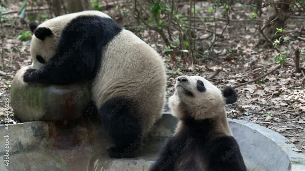 Two amazingly cute Giant pandas. One chilling in the pool another ...