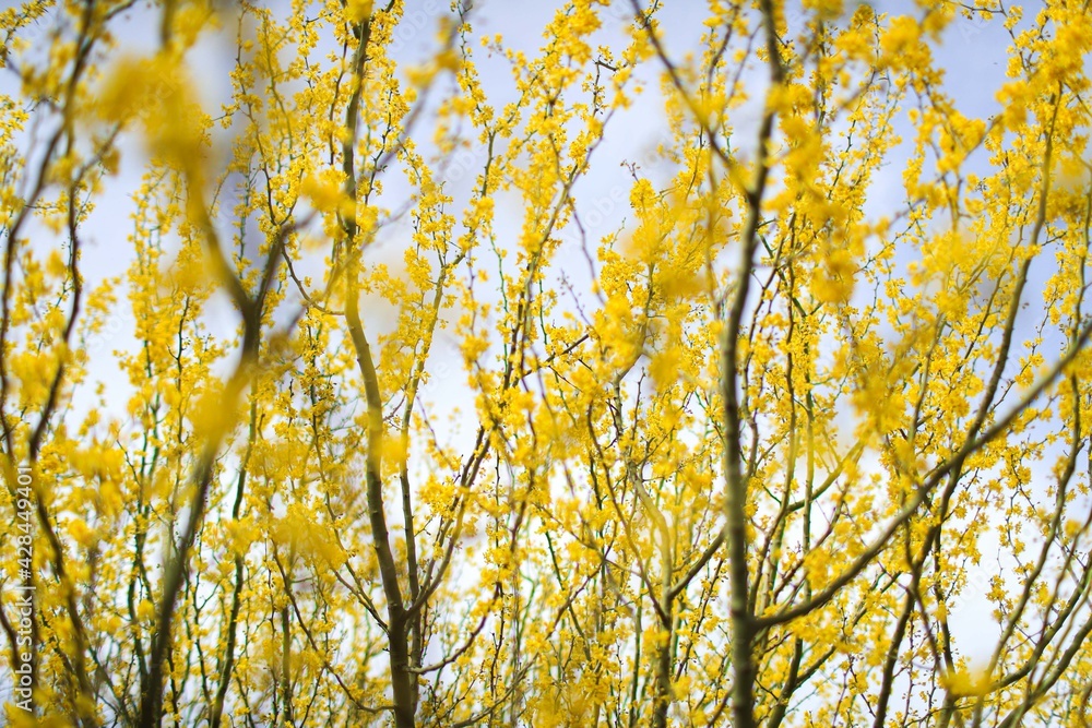 Yellow flowers of the palo verde tree, el espinillo or cinna-cina in ...