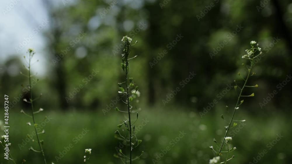 Capsella bursa-pastoris closeup shot on greenery blurred background ...