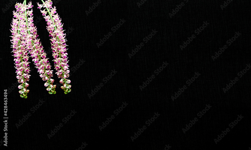 Foxtail Orchid, also called as Rhynchostylis retusa, it's an exotic ...