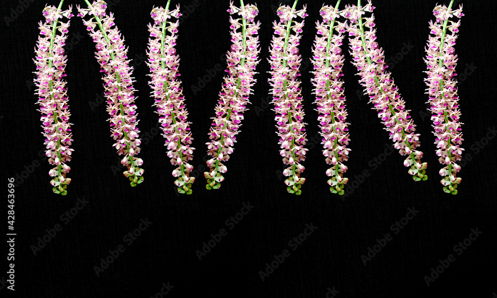 Foxtail Orchid, also called as Rhynchostylis retusa, it's an exotic ...