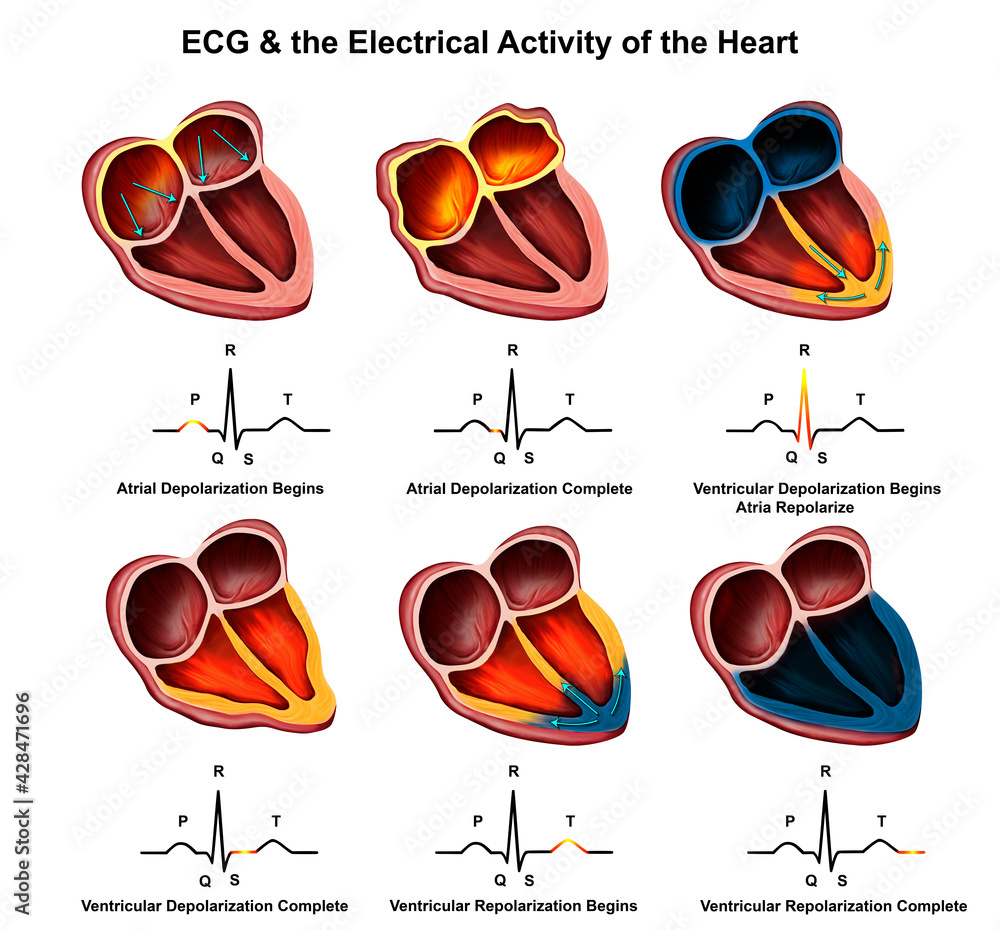Medical illustration of human Heart anatomy Stock Illustration | Adobe ...