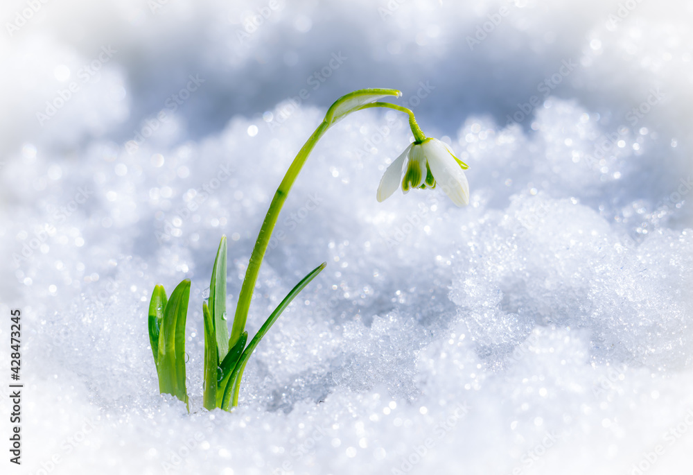 From under the cold but already fairly melted snow appeared the first ...