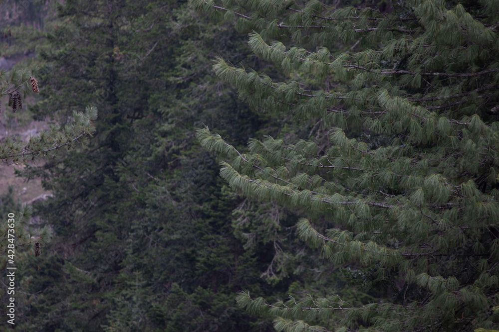 Pine Tree and Pine Tree Fruit from the Mountains of India Stock Photo ...