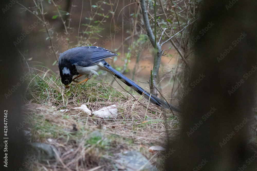 Birds and Animals in Kasol Valley near Parvati River Stock Photo ...