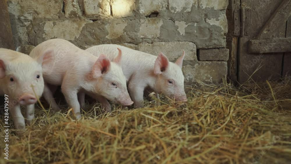 Little pink pigs on a farm. Young piglets in the farmyard are sniffing ...