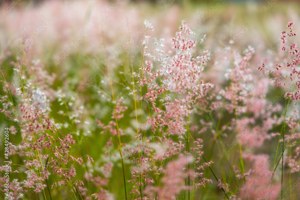 Panicum melinis conhecido com Capim Seda Stock Photo | Adobe Stock