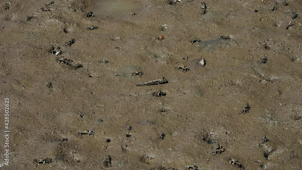 Okinawa,Japan-October 26, 2020: Barred Mudskipper and crabs in mangrove ...