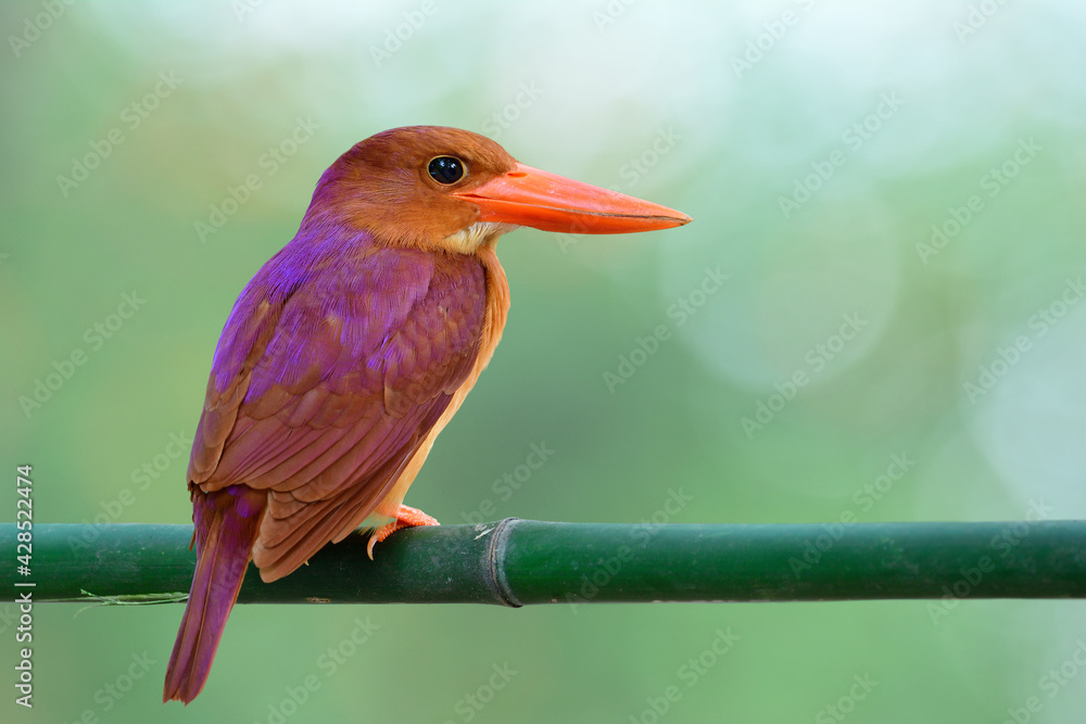 Ruddy Kingfisher