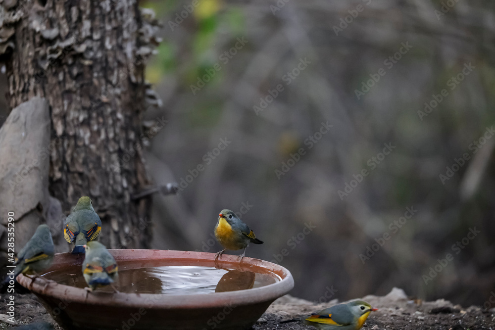 Red-billed leiothrix (Leiothrix lutea) bird drinking water in forest ...