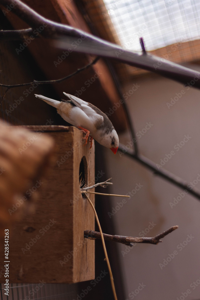 Foto de Ave blanca y marrón apoyada sobre nido en un árbol mirando ...