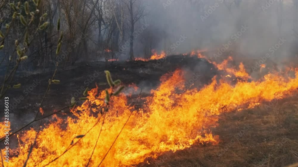 Wildfire in the spring forest, burning dry grass, trees, bushes. Flames ...