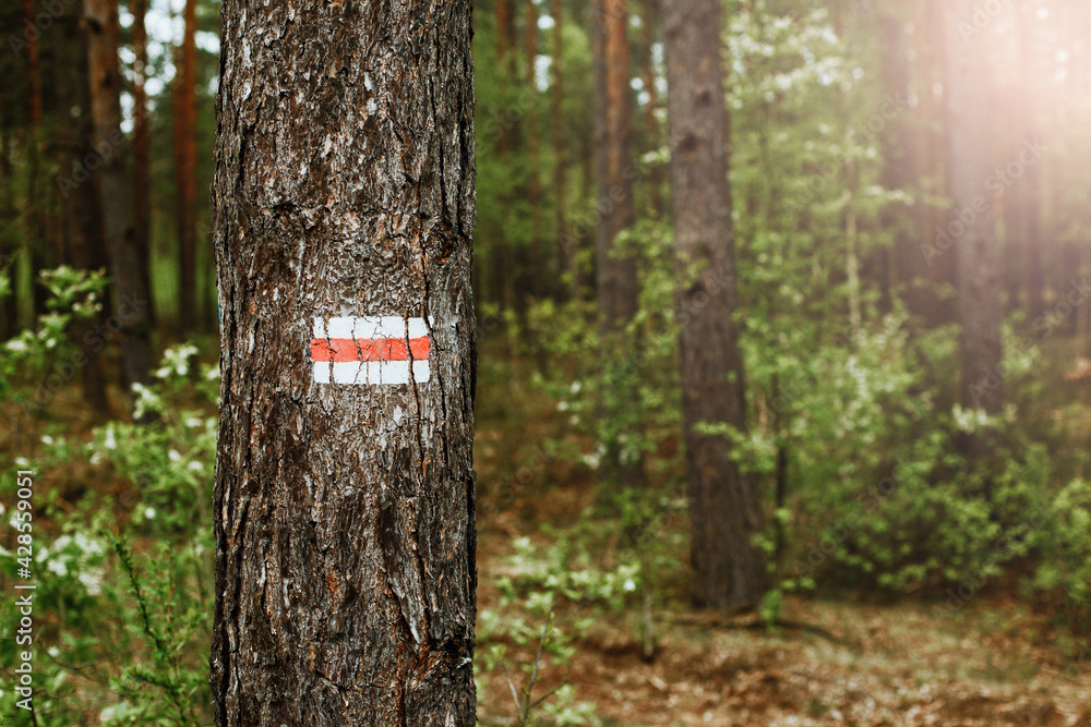 Walking trail background. Red forest path. Brown tree trunk. Guide sign ...