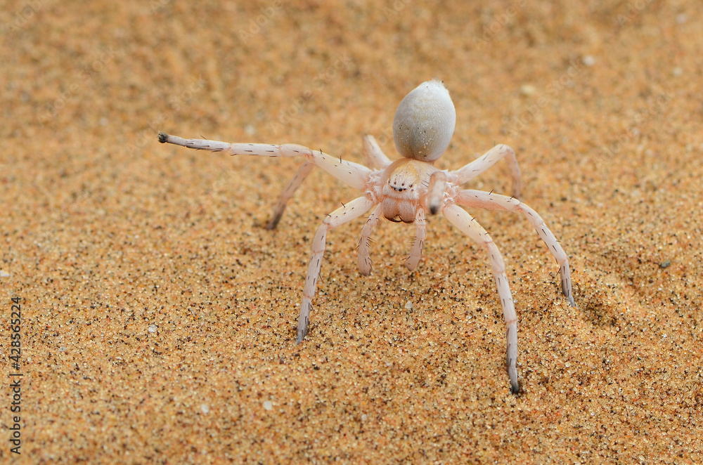 Closeup of the dancing white lady or wheel spider Carparachne cf. alba ...