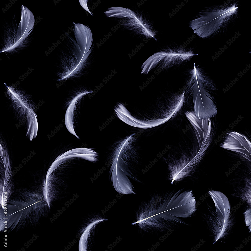 Feather black. White pastel angel feather closeup texture falling on ...
