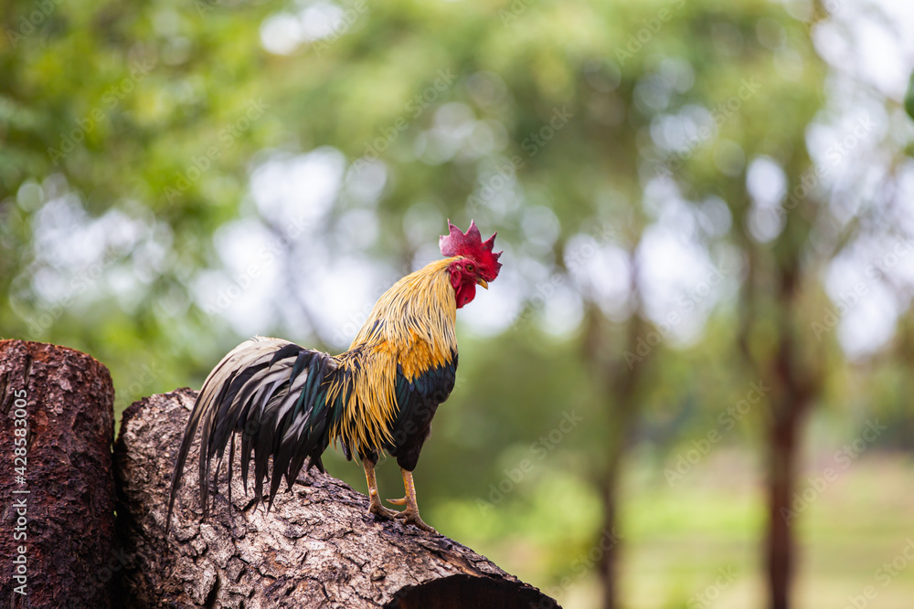 Thai native chickens are popularly raised according to nature. Stock ...