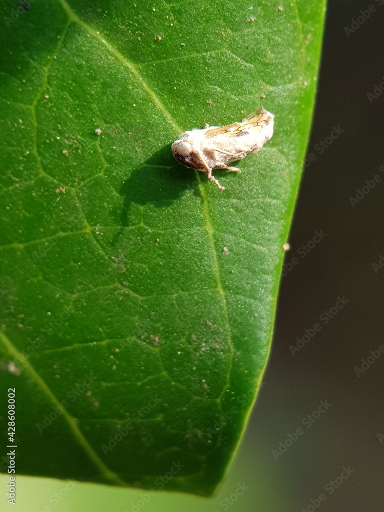 Mango leaf hopper injure ommango flower and their fungi enemy in Viet ...