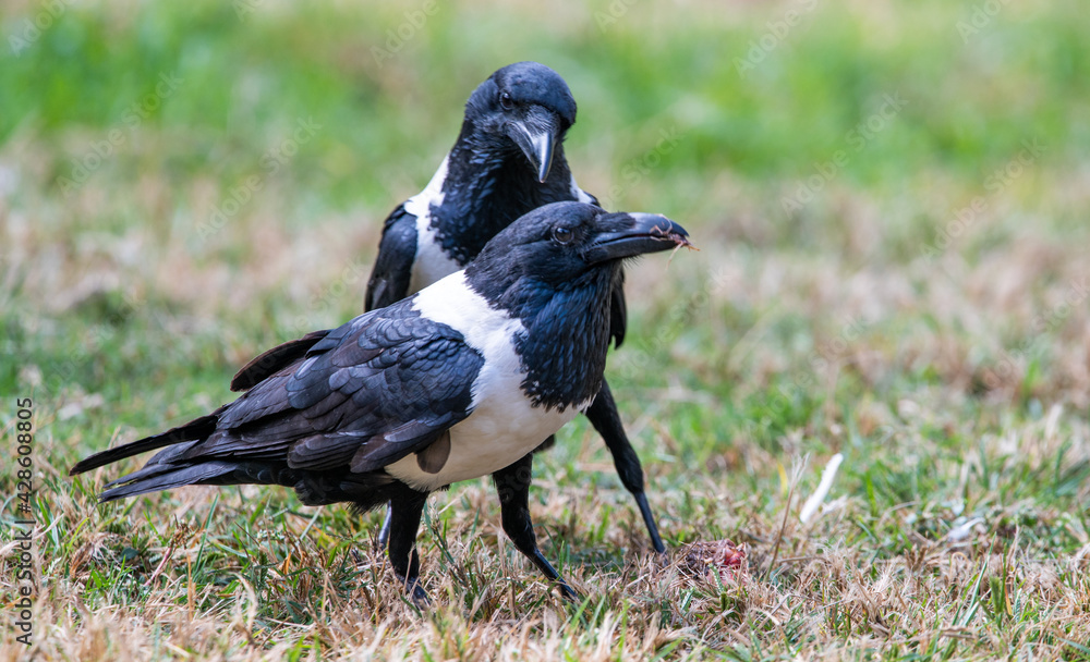 Two Pied Crows interacting with each other. Photographed in South ...