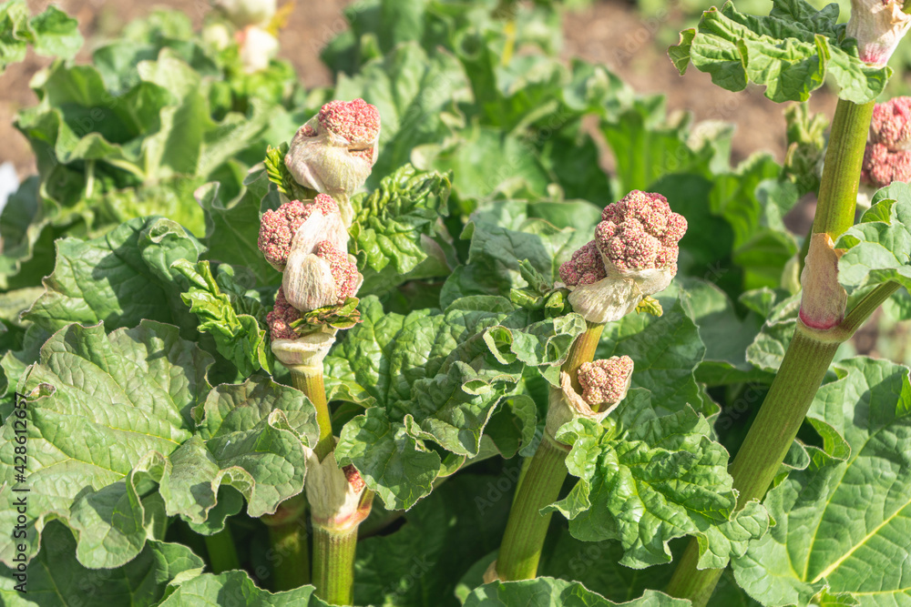 Rabarbara blossom with green leaves in the garden (Rheum officinale ...