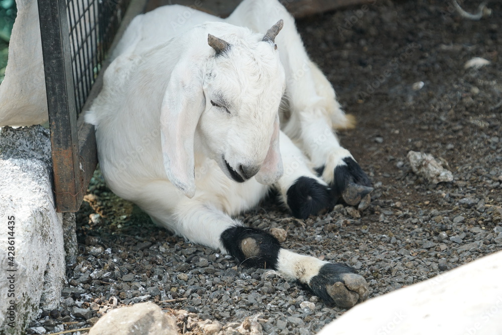 cute female baby goat is taking a nap Stock Photo | Adobe Stock