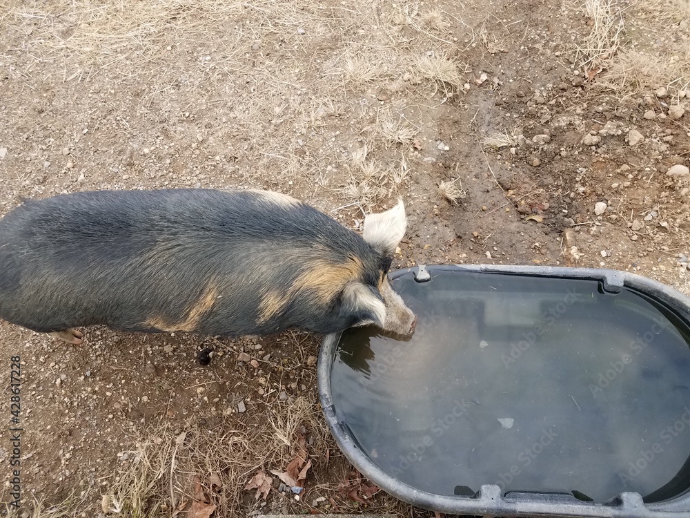 black pig drinking from water container or trough with mud Stock Photo ...