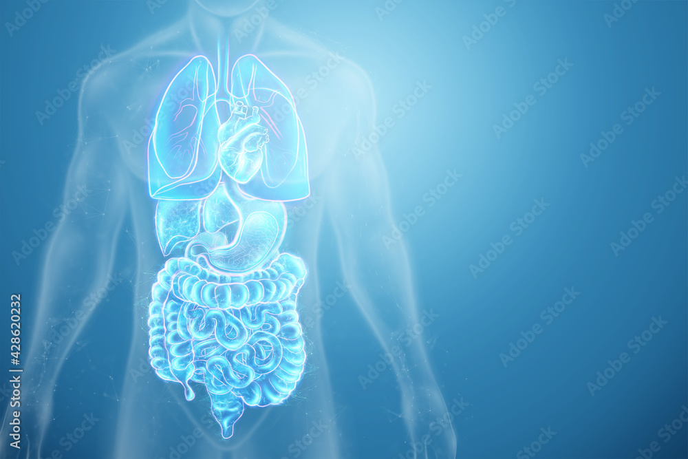 Holographic projection of scanning of human internal organs. The ...