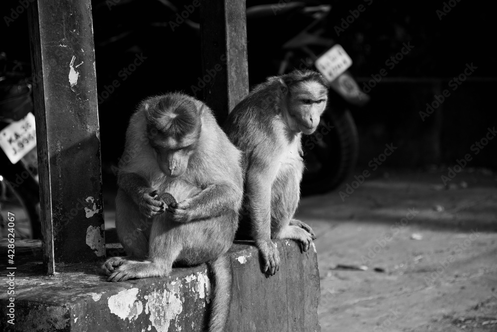 Indian Monkeys at Nandi Hills in South India Stock Photo | Adobe Stock