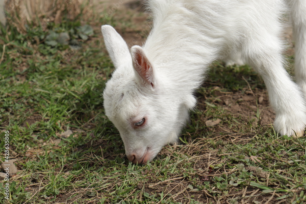 Goat on a meadow. White baby goat sniffing green grass outside at an ...