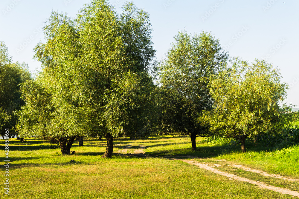Green field with trees and a pathway under the clear sky Stock Photo ...