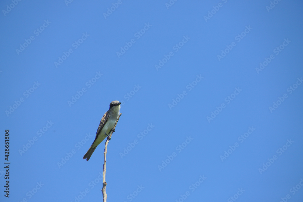 Foto de Tyrannus dominicensis or petigre, an endemic bird of the ...