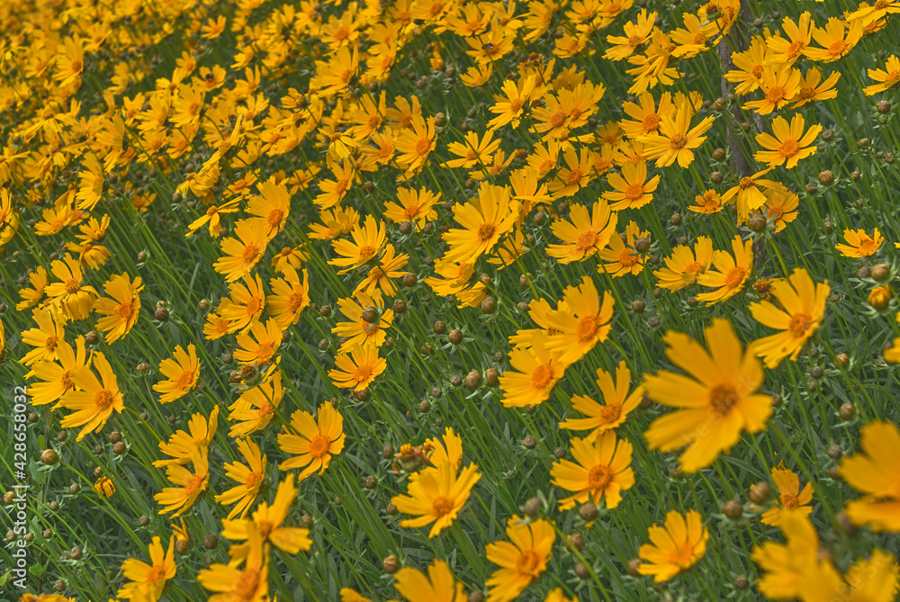yellow tickseed flower field, coreopsis pubescens garden plant, full ...