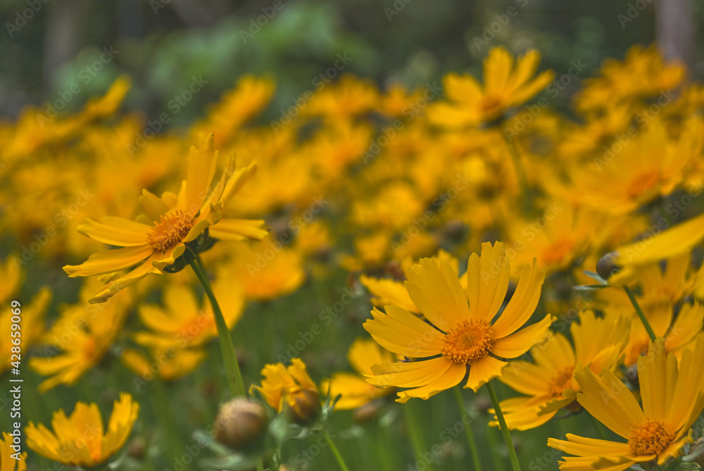 yellow tickseed flower field, coreopsis pubescens garden plant Stock ...