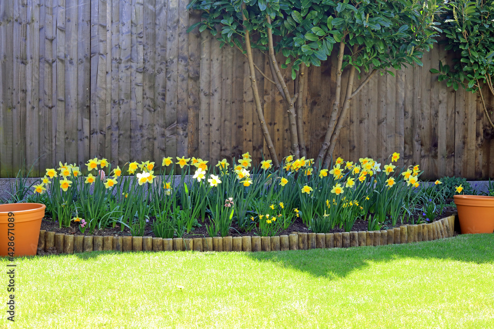 A Daffodil Flower Border With Wooden Log Lawn Edging And A Wood Panel ...