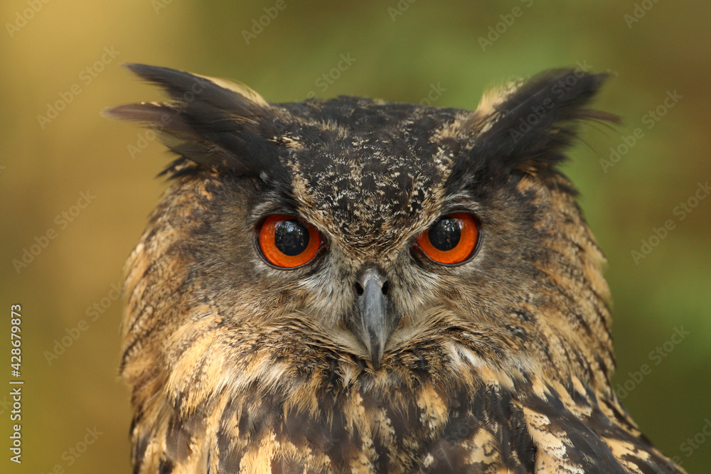 Bubo bubo, Uhu, owl, Eye of raptor, wild birds, nature reserve Stock ...